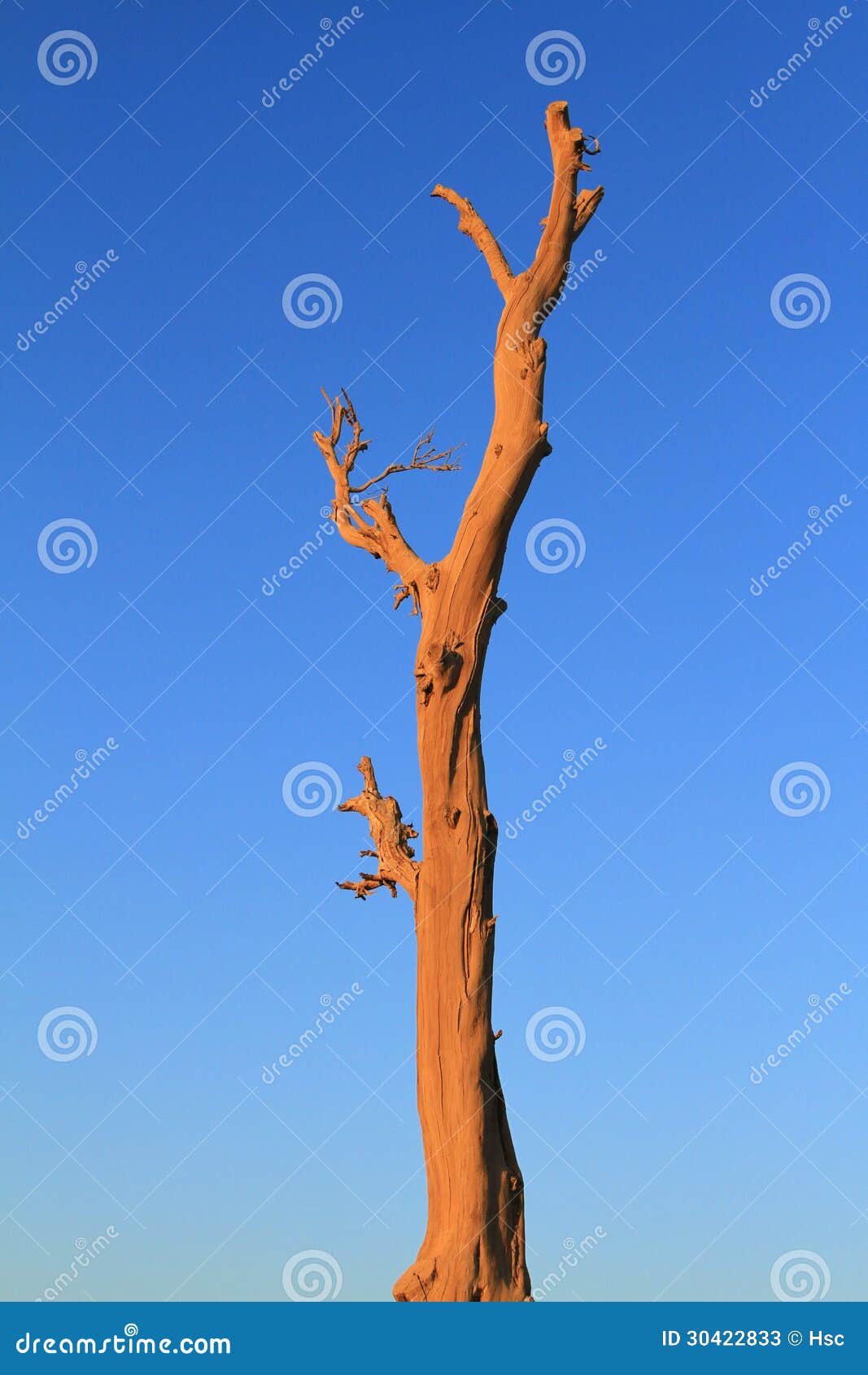 Old Withered Tree Royalty-Free Stock Photography | CartoonDealer.com ...