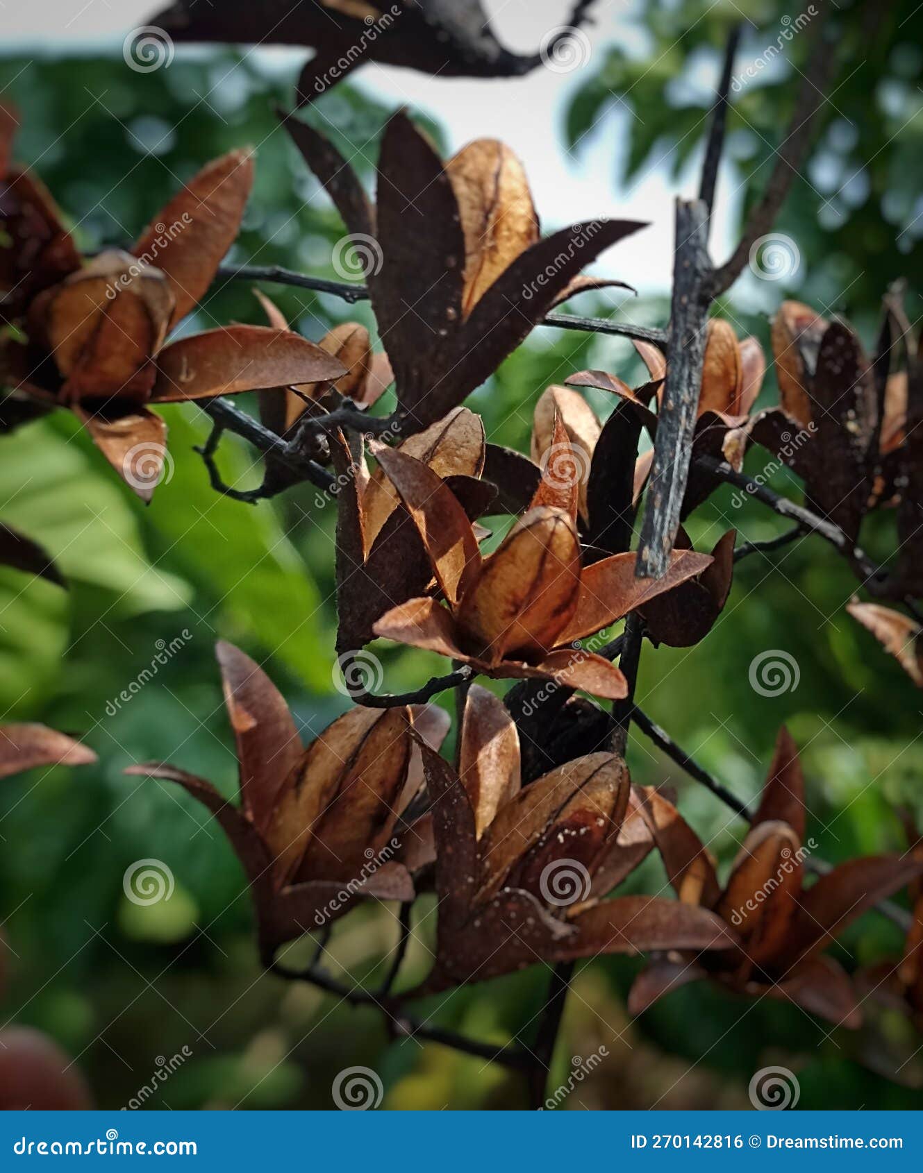 Withered tree branches stock photo. Image of withered - 270142816