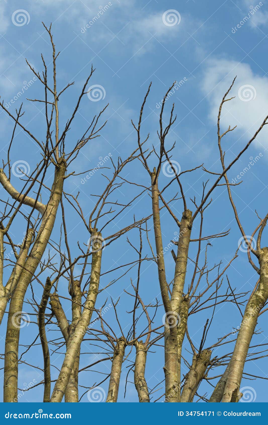Withered tree stock image. Image of dead, stem, death - 34754171