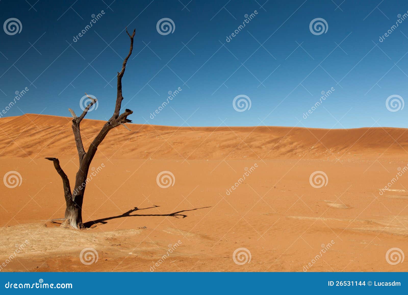 Withered Tree in the Desert Stock Photo - Image of tree, dead: 26531144