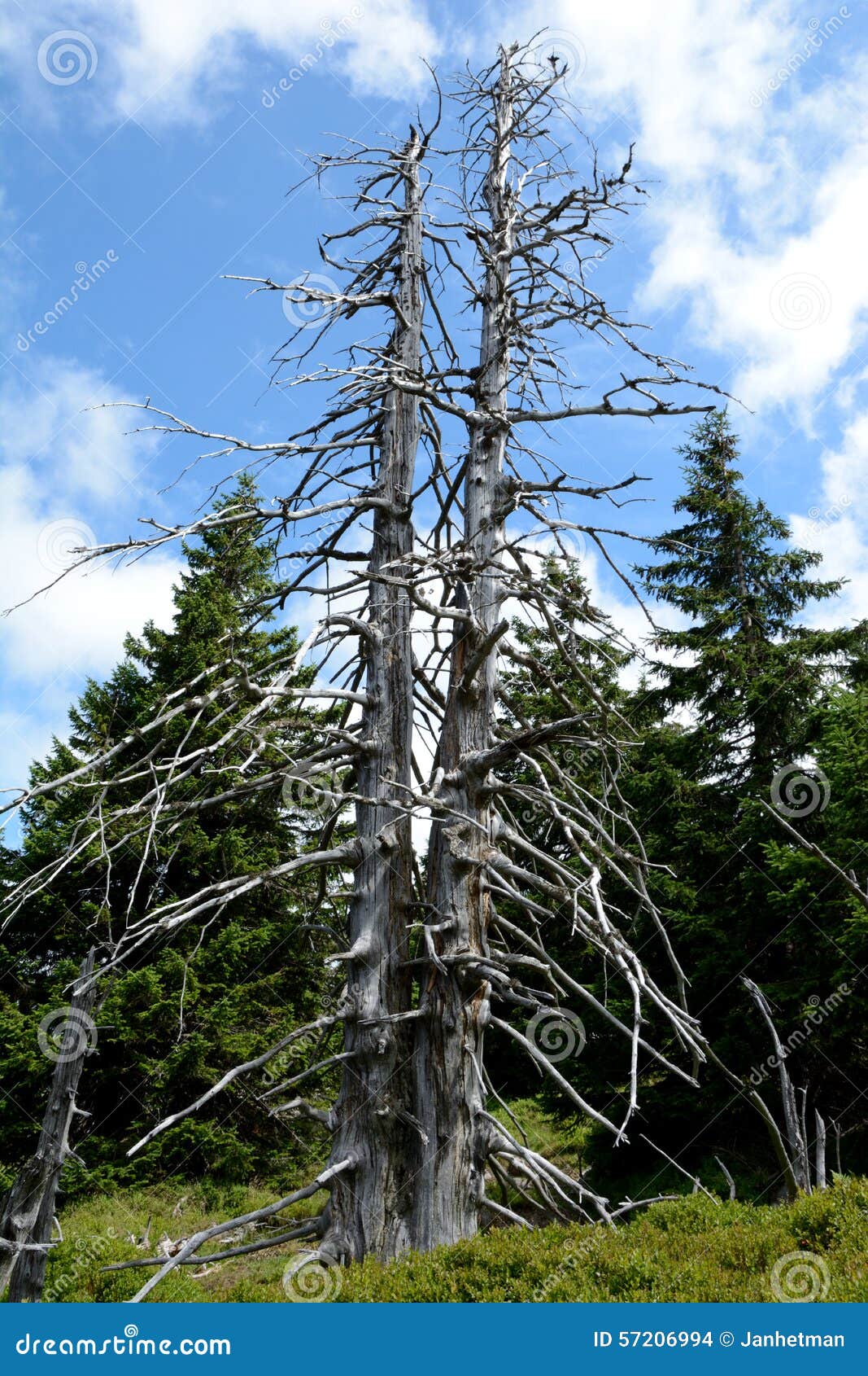 Withered tree stock photo. Image of forest, dead, withered - 57206994