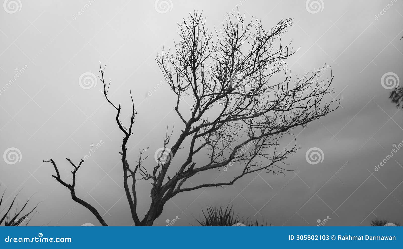 Withered Tree during Dry Season Stock Image - Image of tree, nature ...