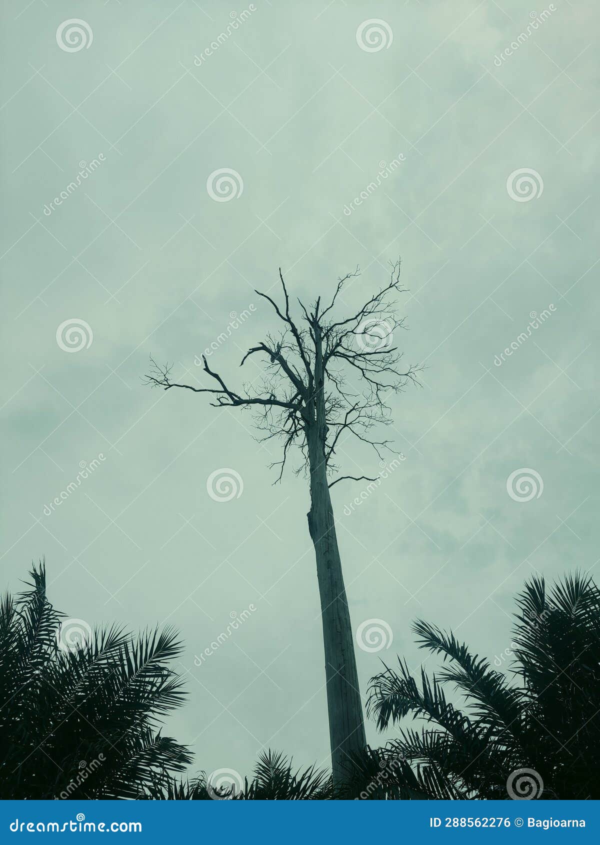 A Withered Tree in the Evening Sky Stock Photo - Image of withered ...