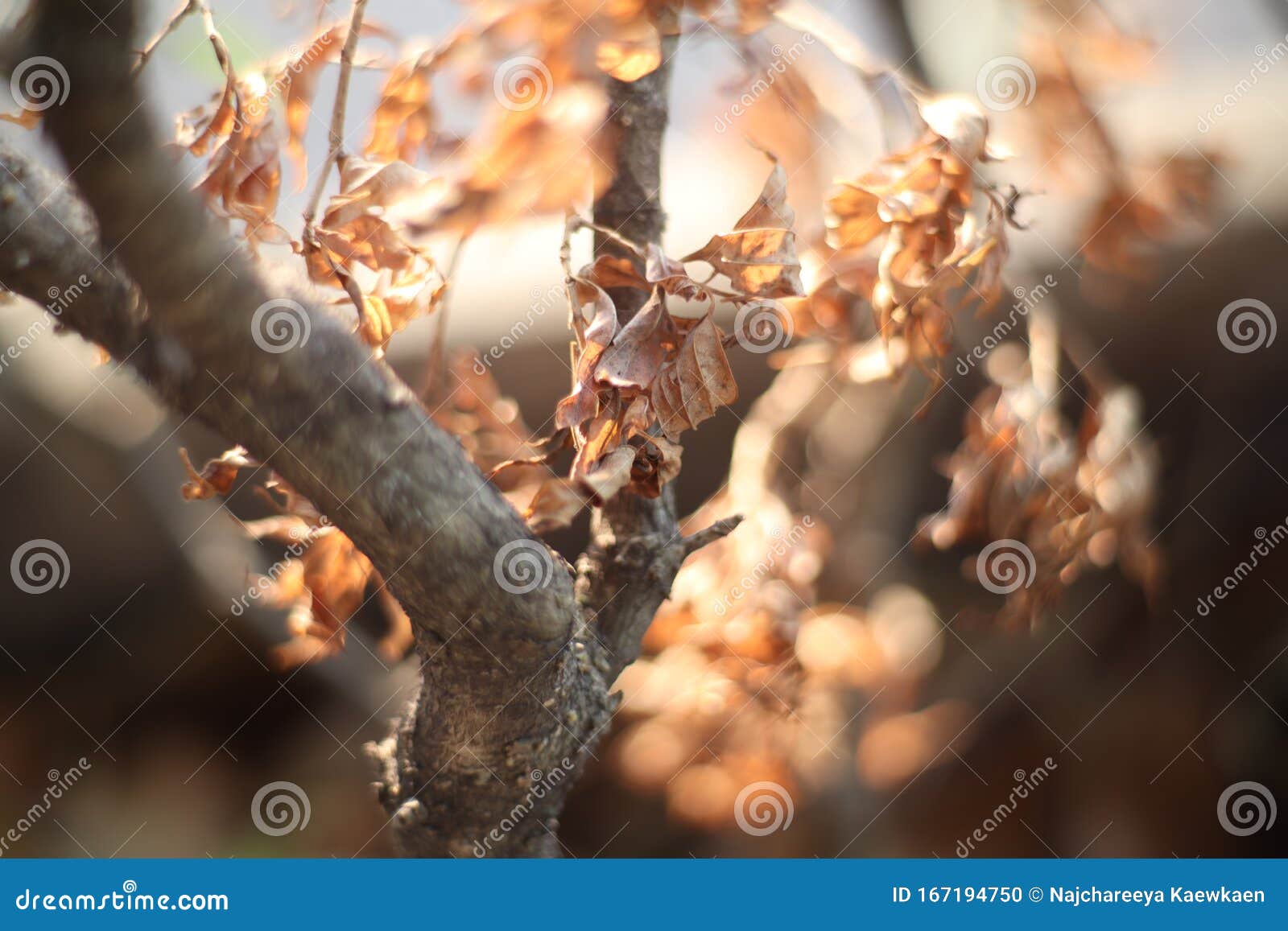 Withered Tree Fading with Time Stock Photo - Image of isolated, home ...