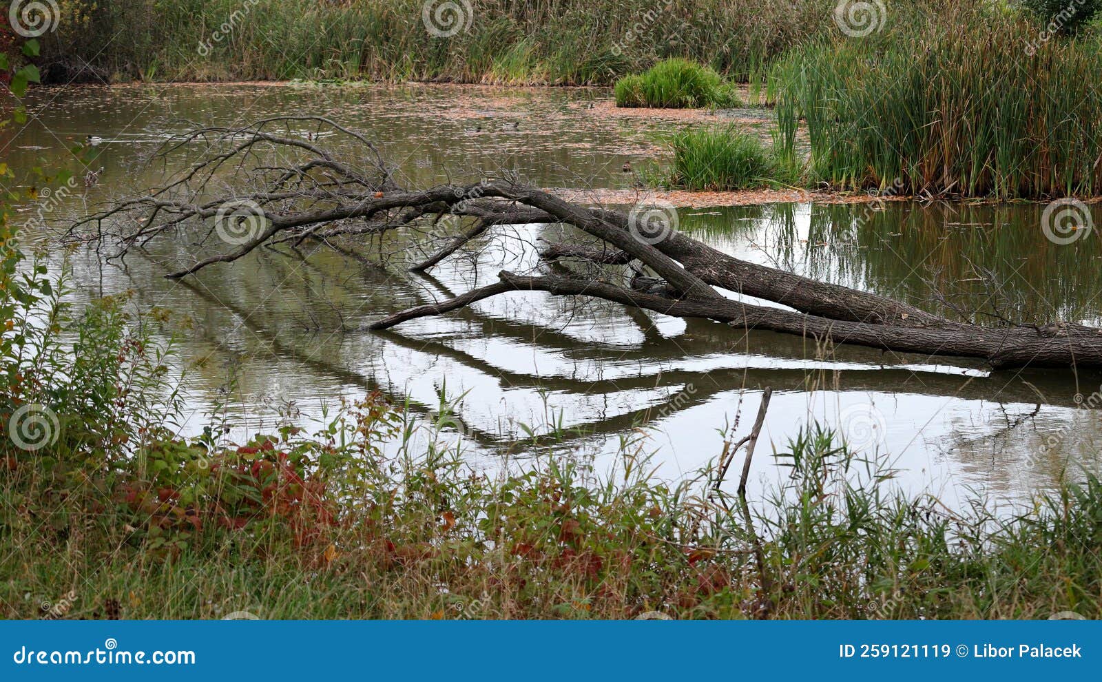 A Withered Tree Fell into the Water. Overgrown Banks of the River Stock ...