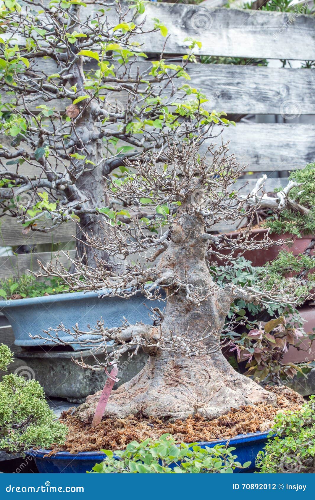 Withered Tree stock photo. Image of shrubs, wood, faded - 70892012