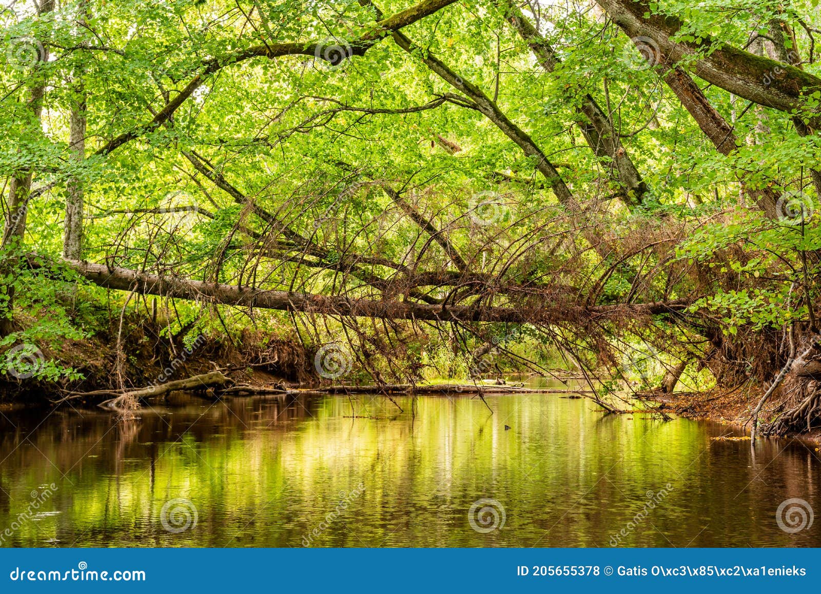 A Withered Tree Has Fallen Across the River Stock Photo - Image of ...