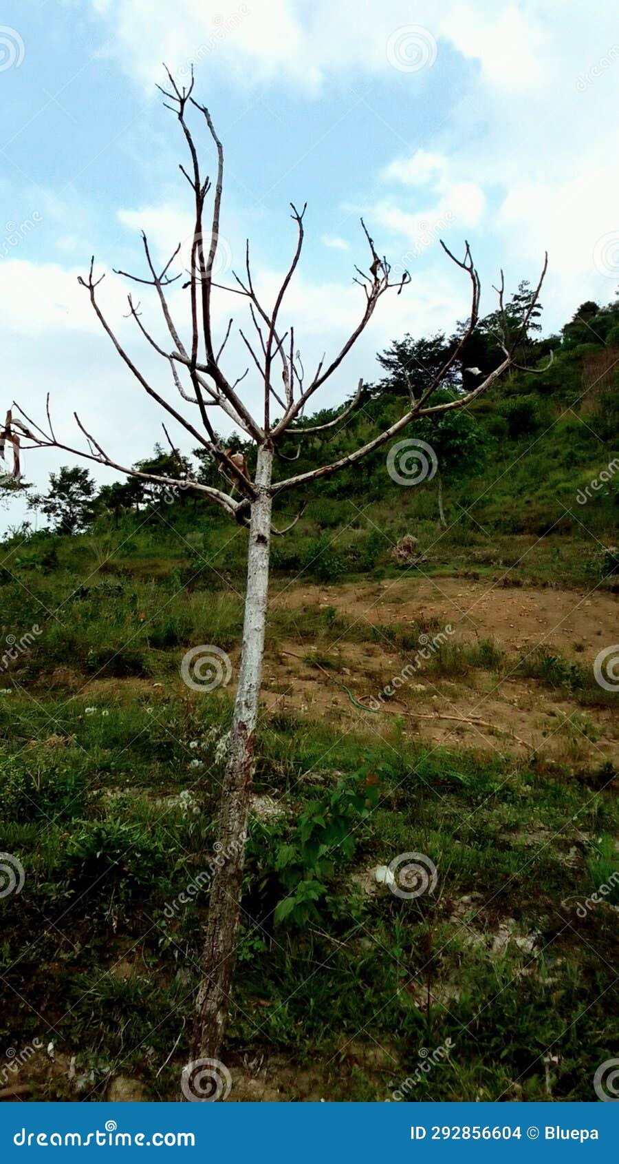 Withered tree on a hill stock photo. Image of hill, forest - 292856604