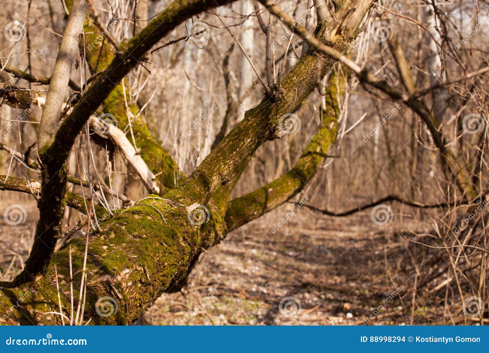 Withered tree stock photo. Image of kiev, spring, moss - 88998294