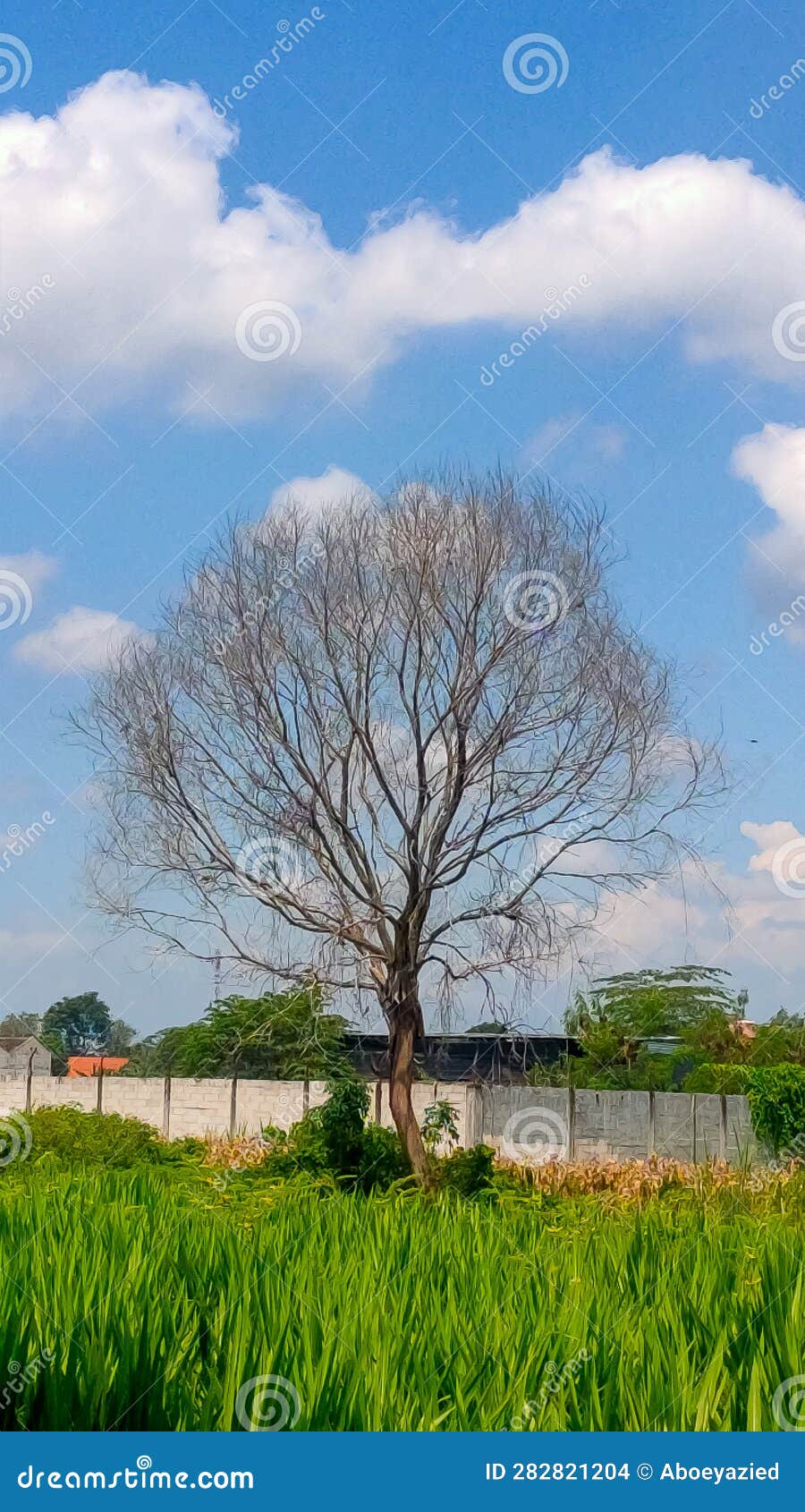 A Withered Tree without Leaves Stock Photo - Image of withered, alone ...