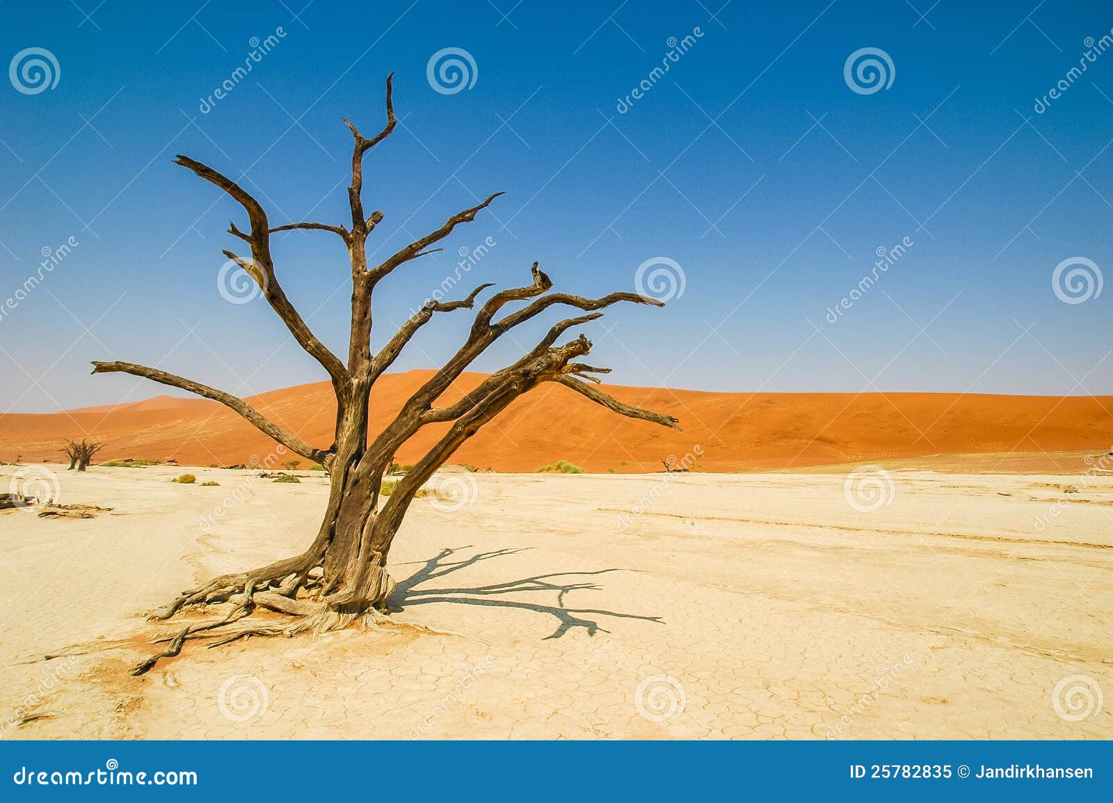 Withered Tree in the Namib Desert Stock Image - Image of clear, nature ...