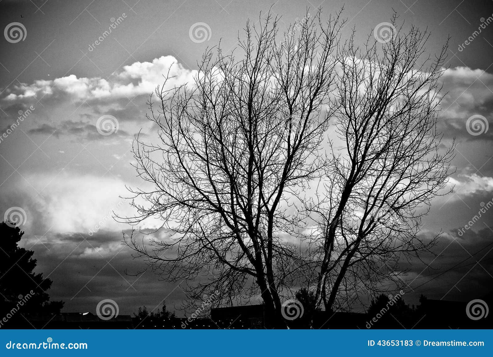 Withered tree stock image. Image of nature, sapless, tree - 43653183