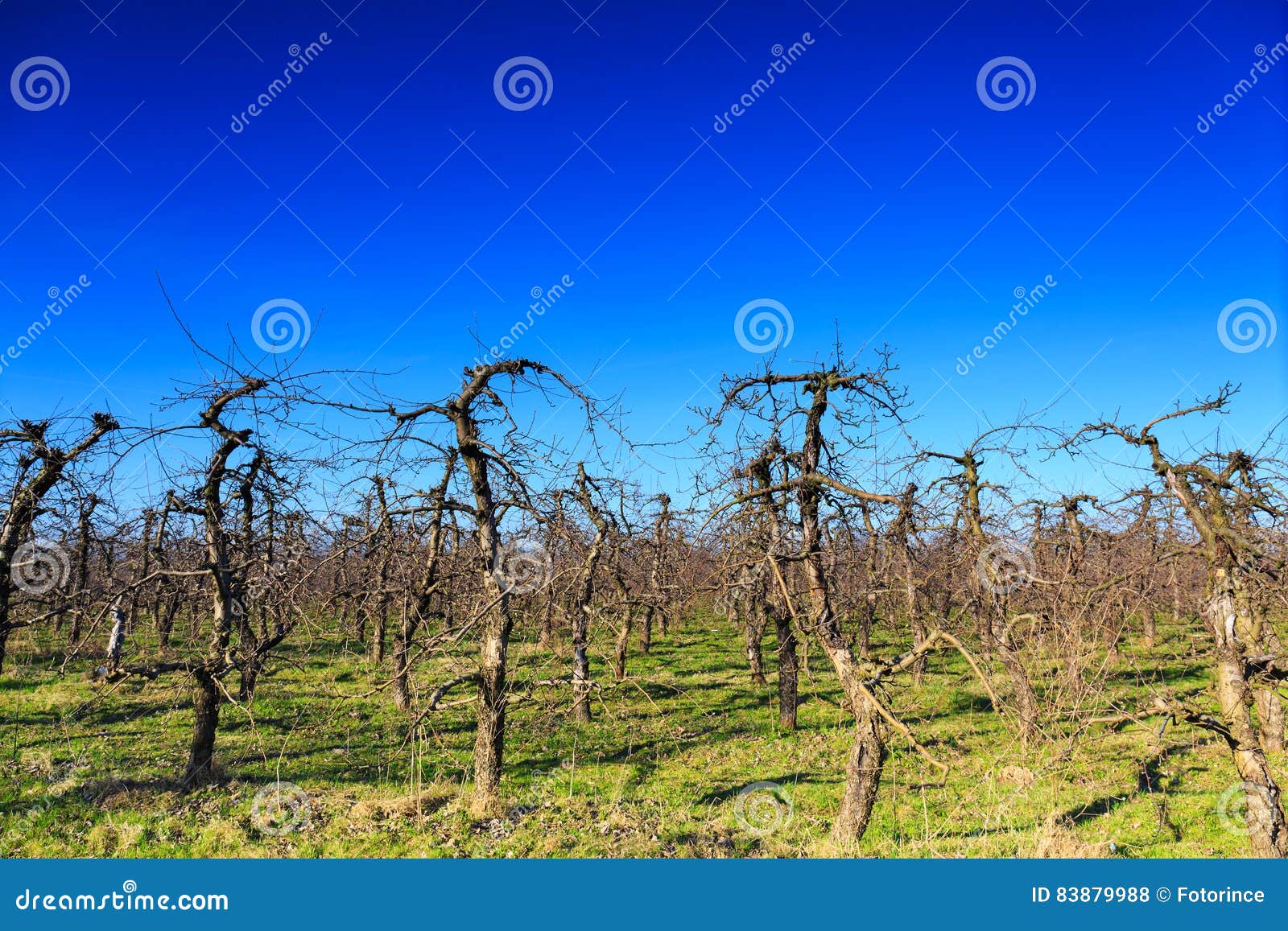 Withered Tree in the Orchard Stock Photo - Image of tree, natural: 83879988