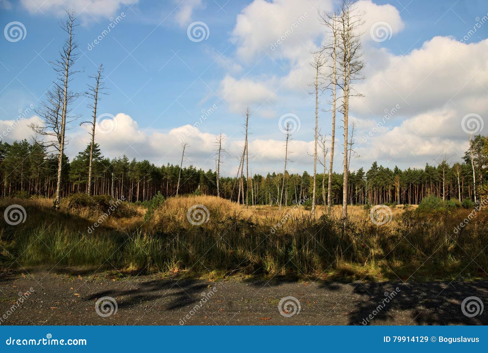 Withered tree. stock image. Image of tall, cloud, dead - 79914129