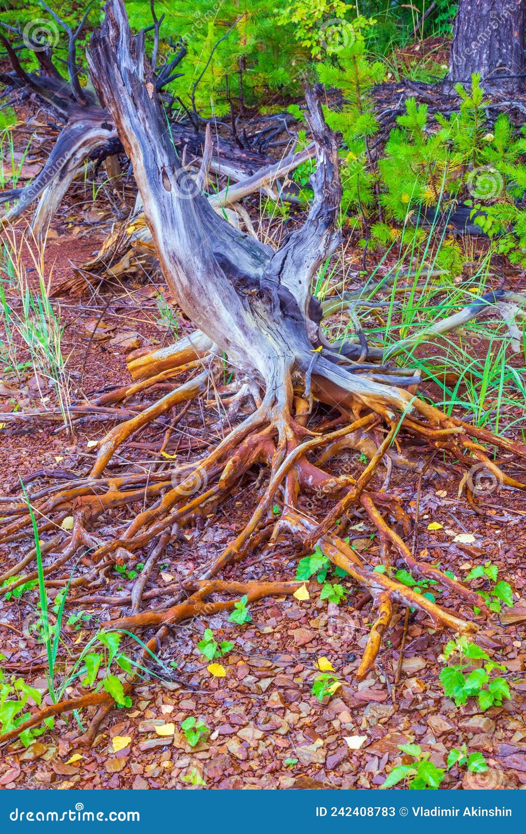 Withered Tree after Pollution from Industrial Work Stock Image - Image ...