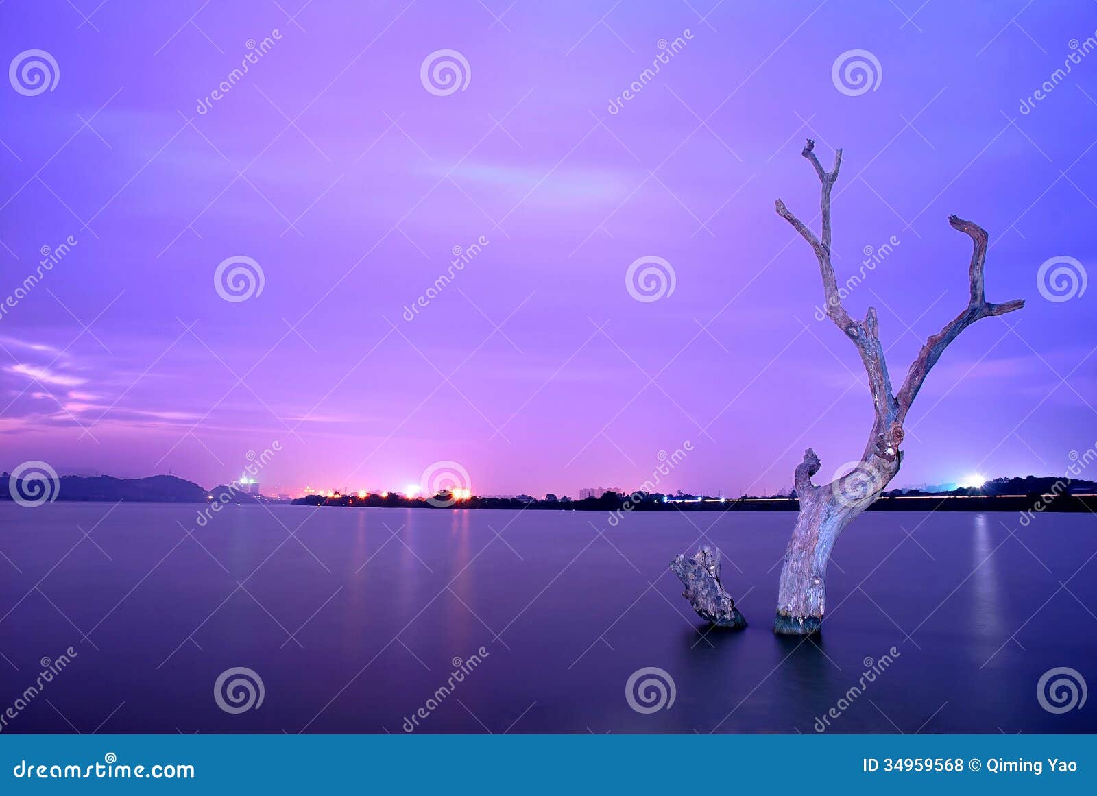 Withered tree stock photo. Image of nightfall, water - 34959568