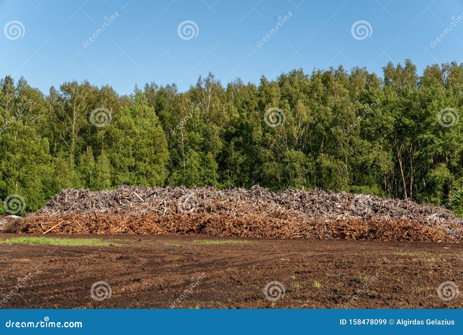 Withered tree roots stock image. Image of peat, blue - 158478099