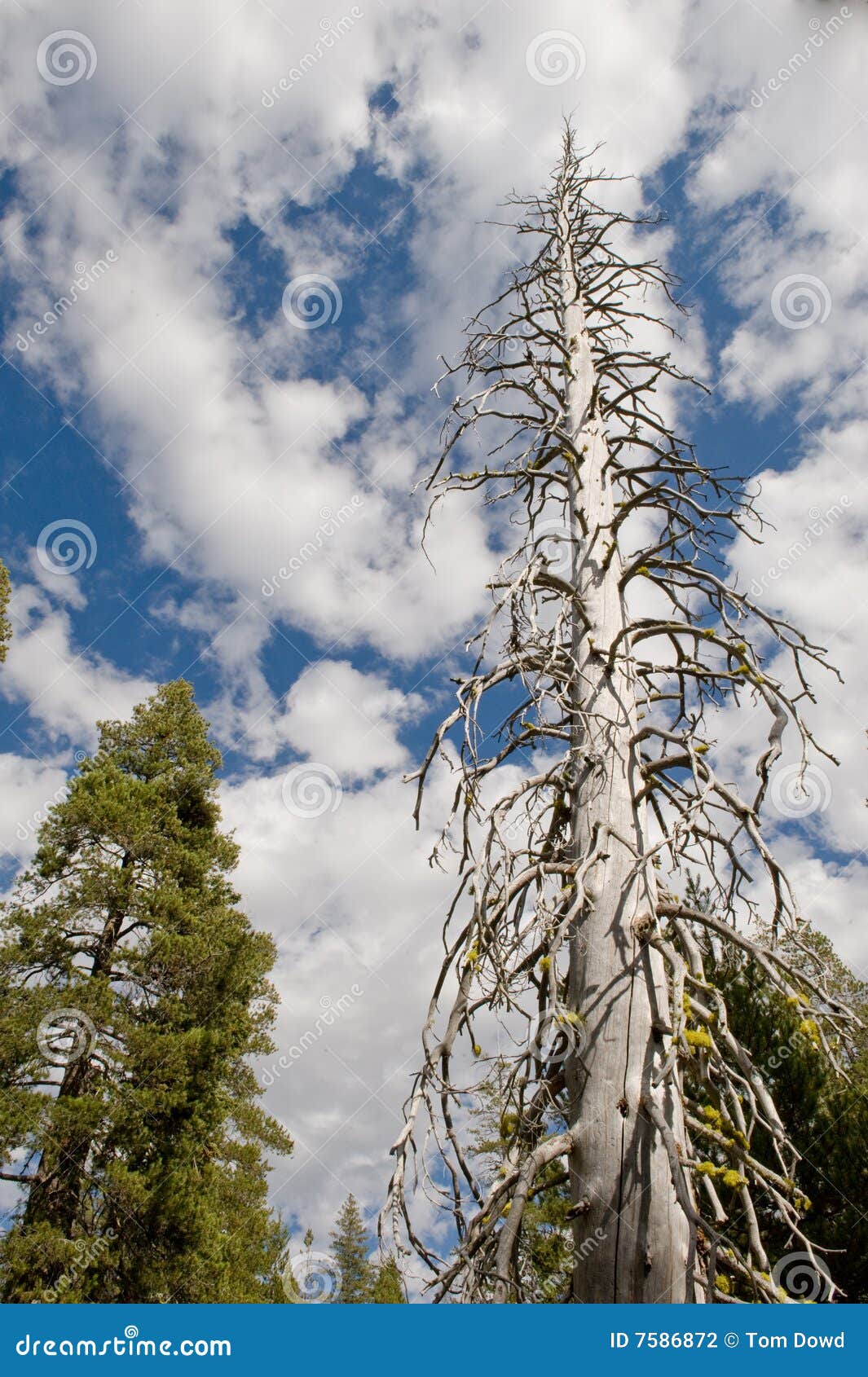 Withered Tree in Scenic Forest Stock Photo - Image of rotting, outside ...