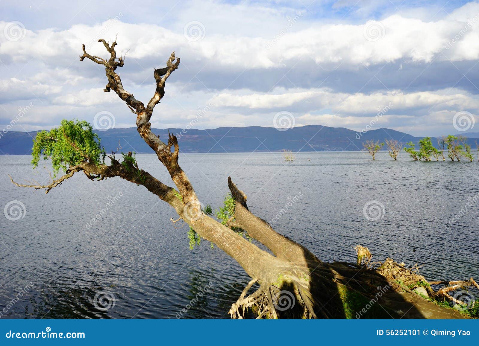 Withered tree in the sea stock image. Image of nature - 56252101