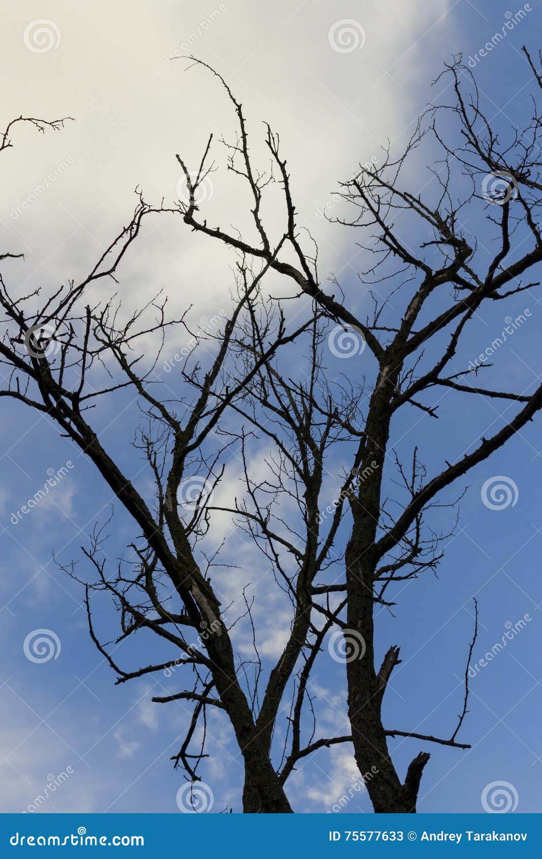Withered tree stock image. Image of acacia, frightening - 75577633