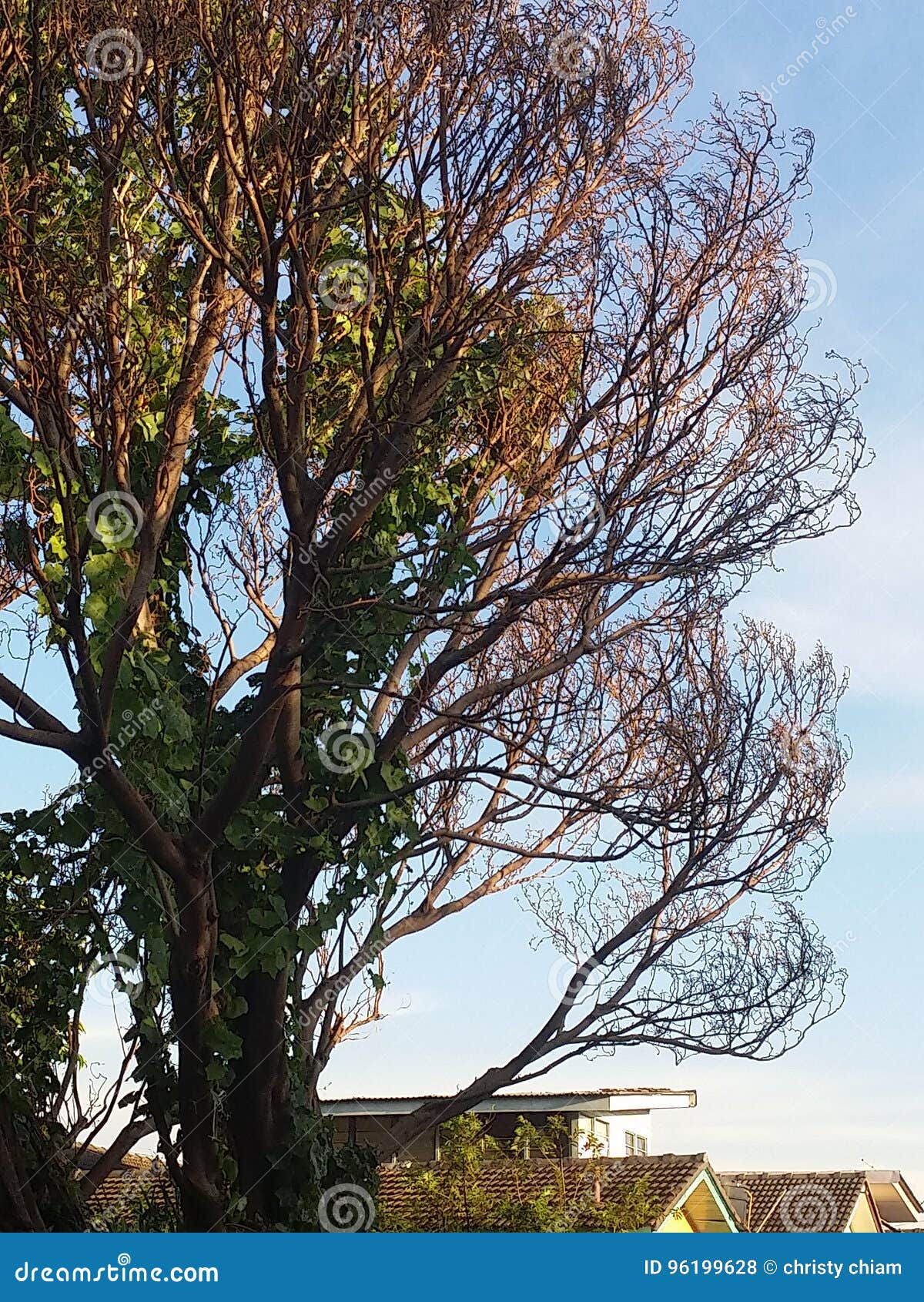 Withered tree stock photo. Image of tree, withered, strong - 96199628