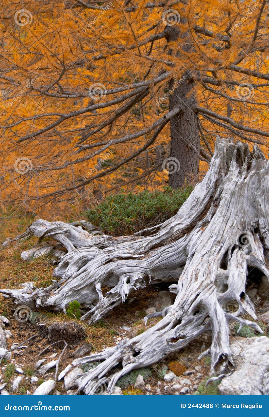 An Old, Withered Tree Trunk Covered Stock Image | CartoonDealer.com ...