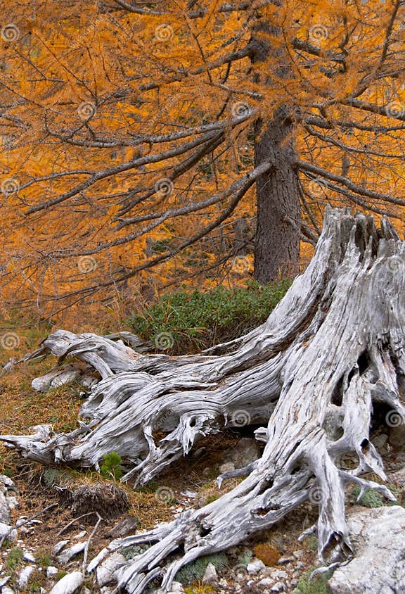 Withered tree stump stock photo. Image of dead, pine, mountain - 2442488
