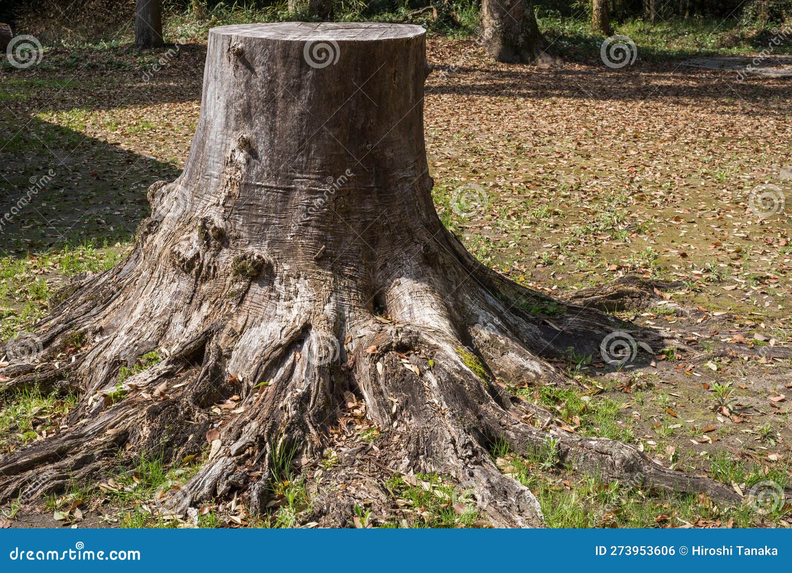 Withered tree stump stock photo. Image of overcutting - 273953606