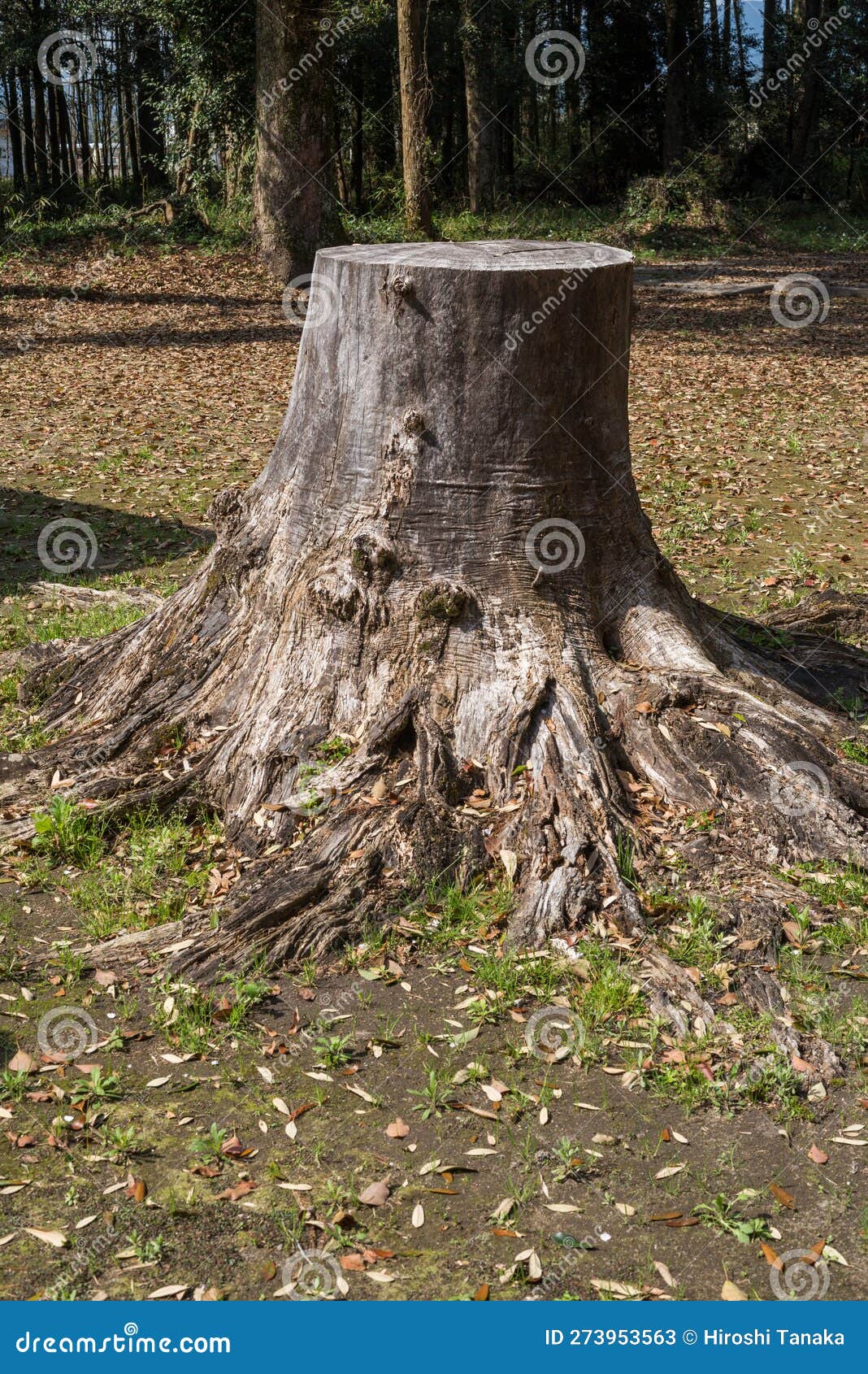 Withered tree stump stock image. Image of wood, tree - 273953563