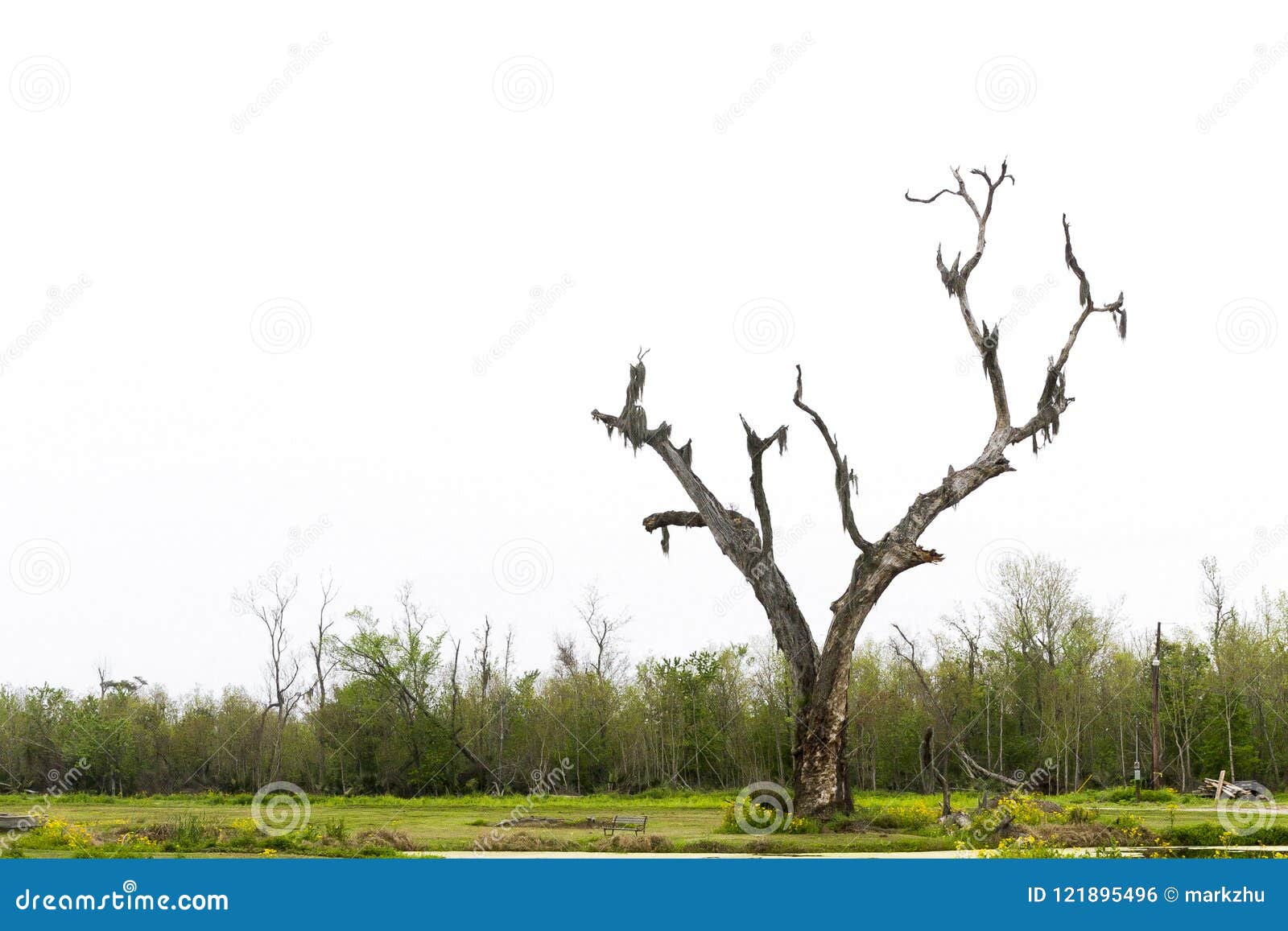 Withered tree in the swamp stock photo. Image of spooky - 121895496