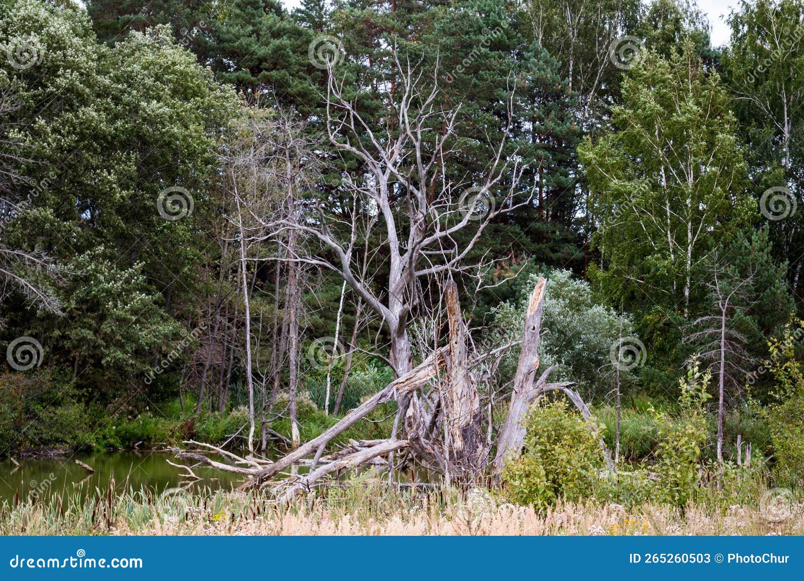 Withered Tree in a Swampy Forest Area Stock Image - Image of landscape ...