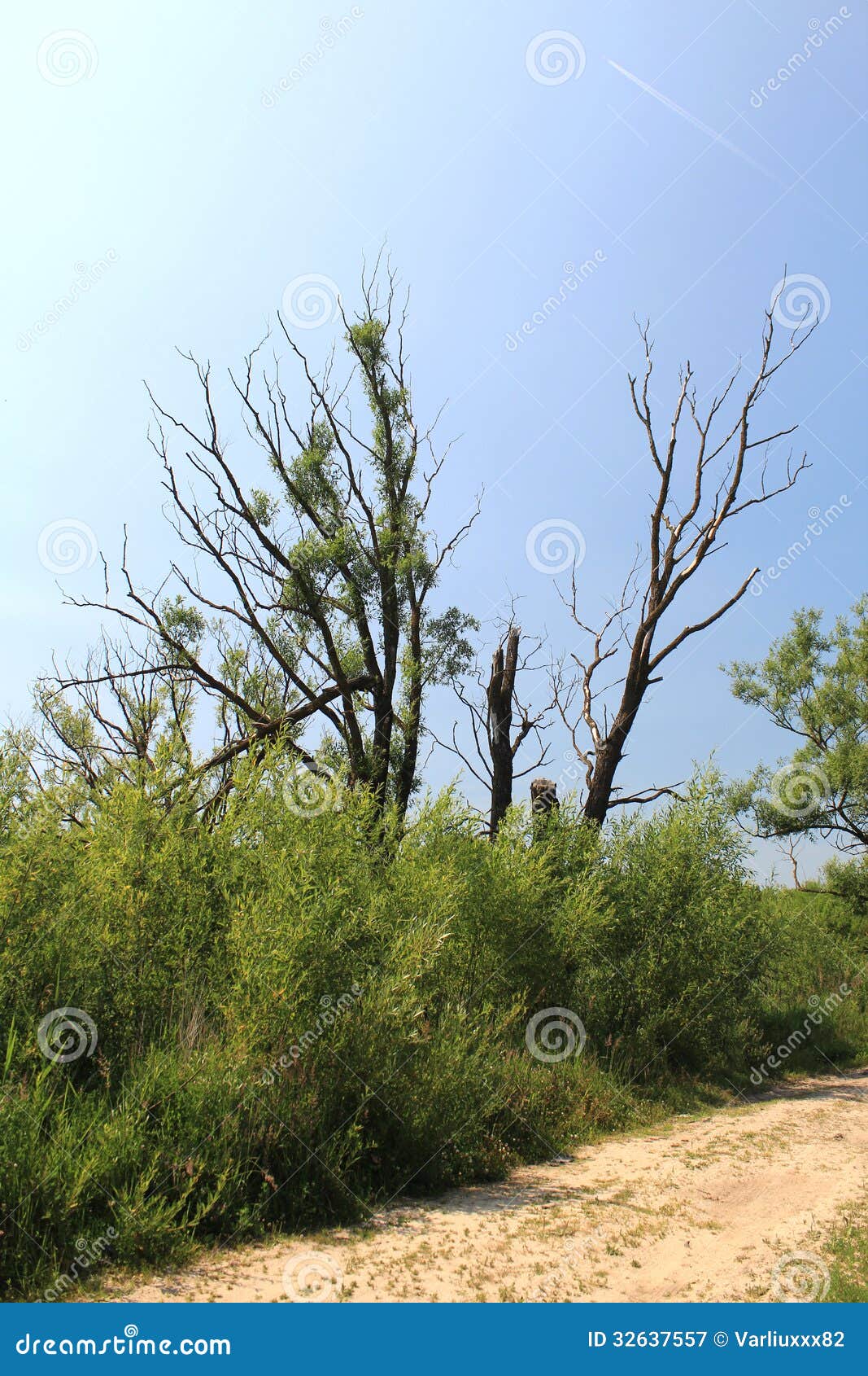 Withered tree stock image. Image of nature, healthy, gold - 32637557