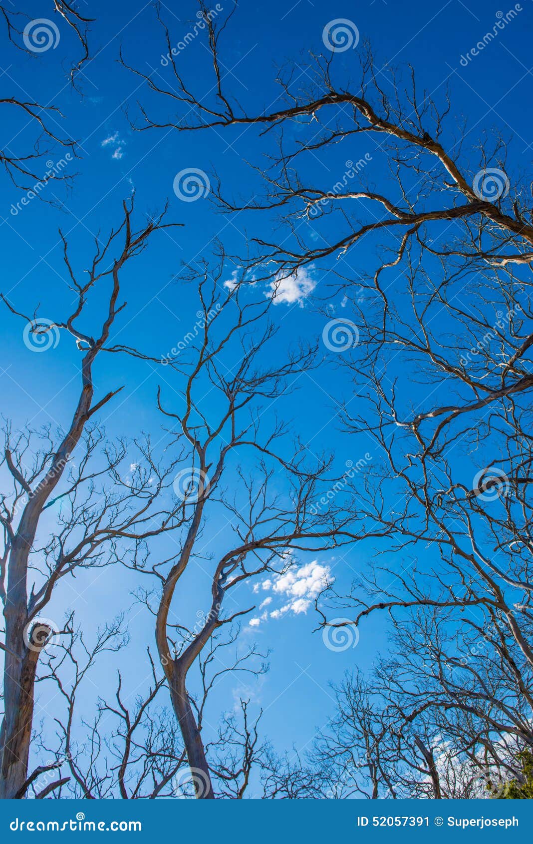 Withered Tree stock image. Image of full, woodland, scene - 52057391