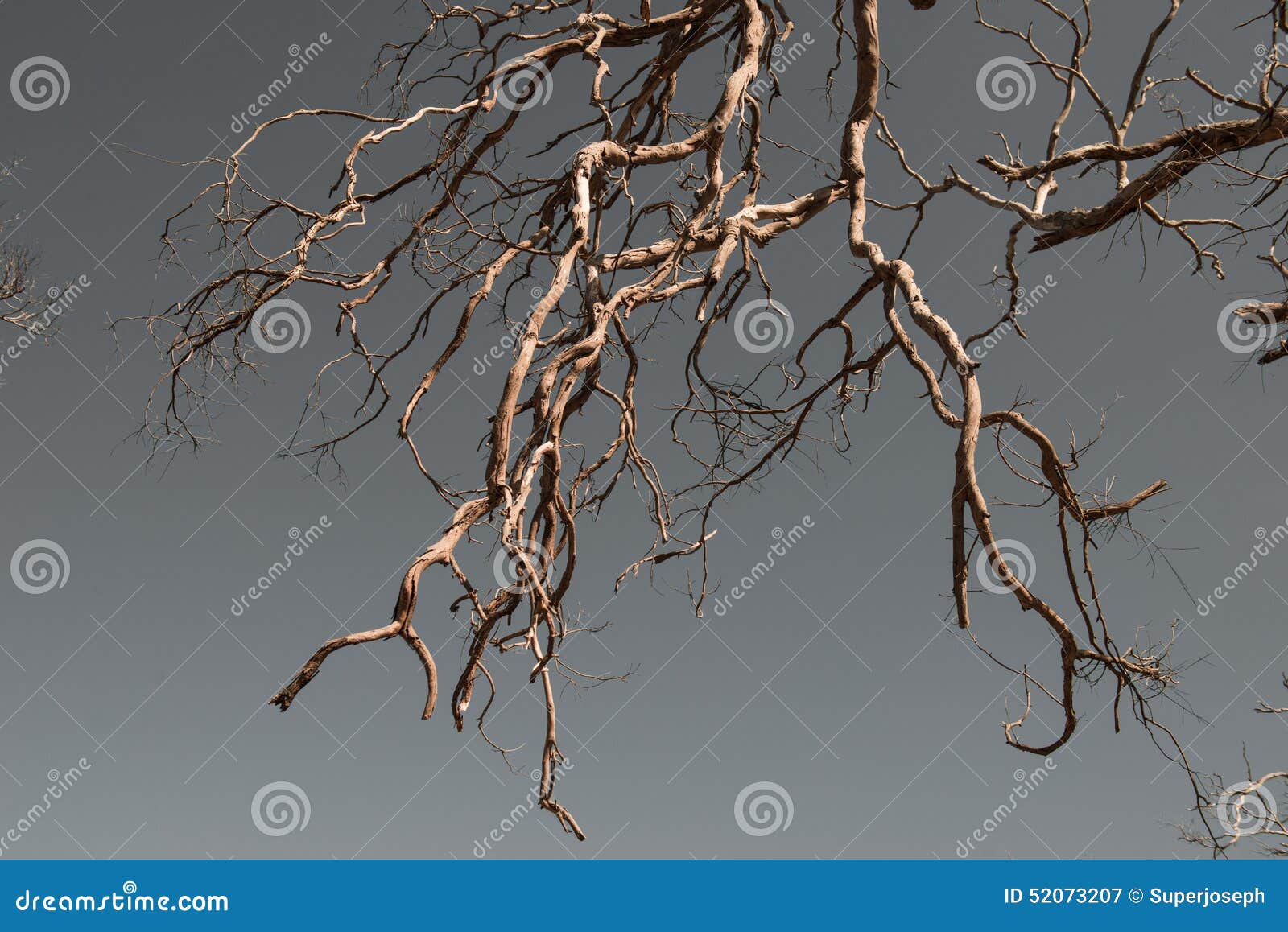 Withered Tree stock image. Image of synthesis, inside - 52073207