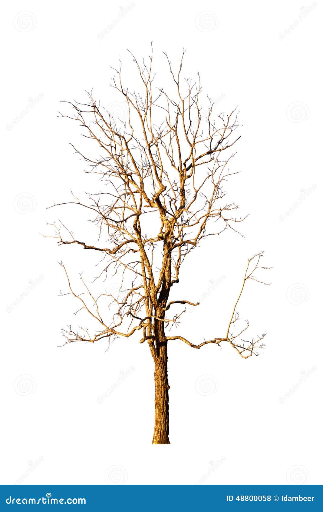 Withered tree stock photo. Image of leaf, peaceful, isolation - 48800058