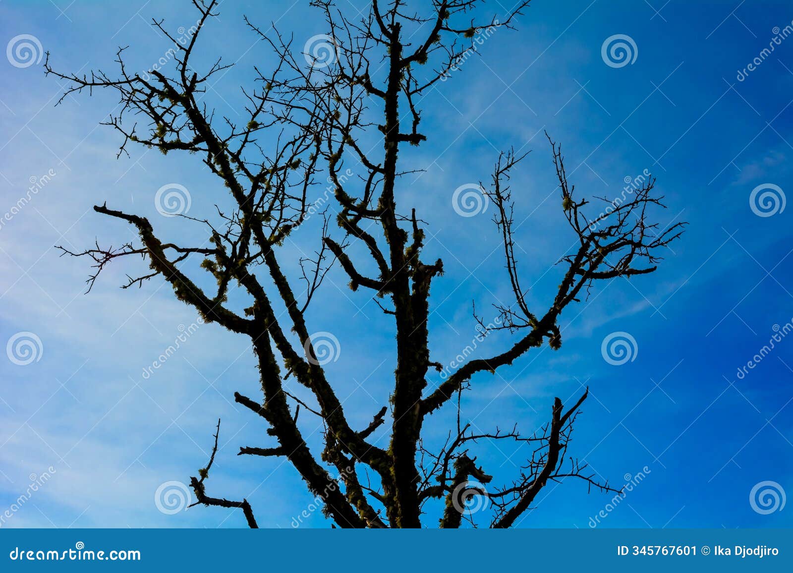 Withered tree stock image. Image of blue, cloud, nature - 345767601