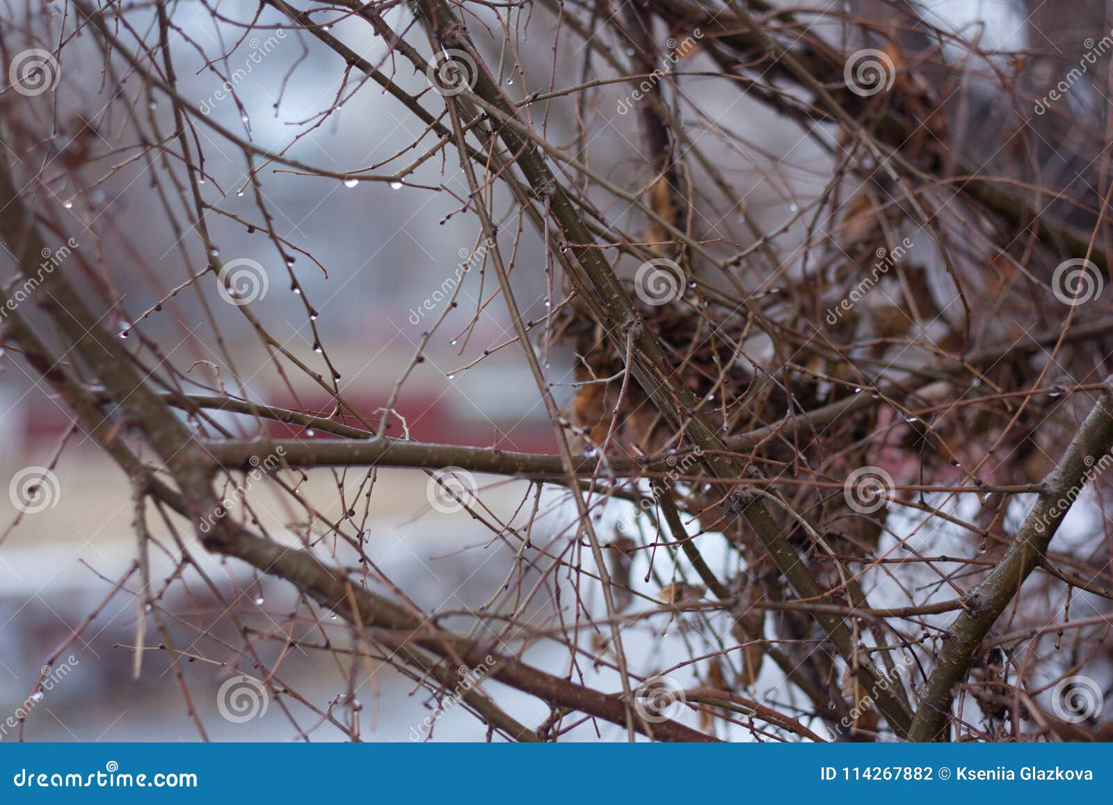 Withered Tree in Winter. Concept Stock Photo - Image of winter, nature ...