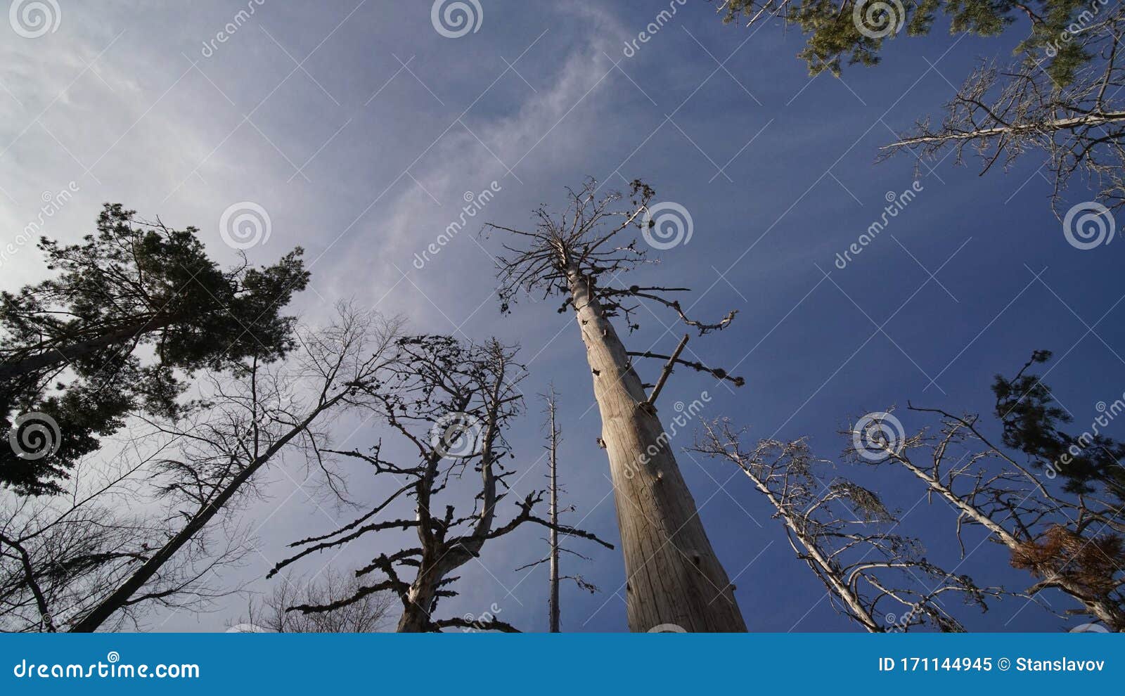 Withered Trees in the Forest Stock Image - Image of wood, fell: 171144945