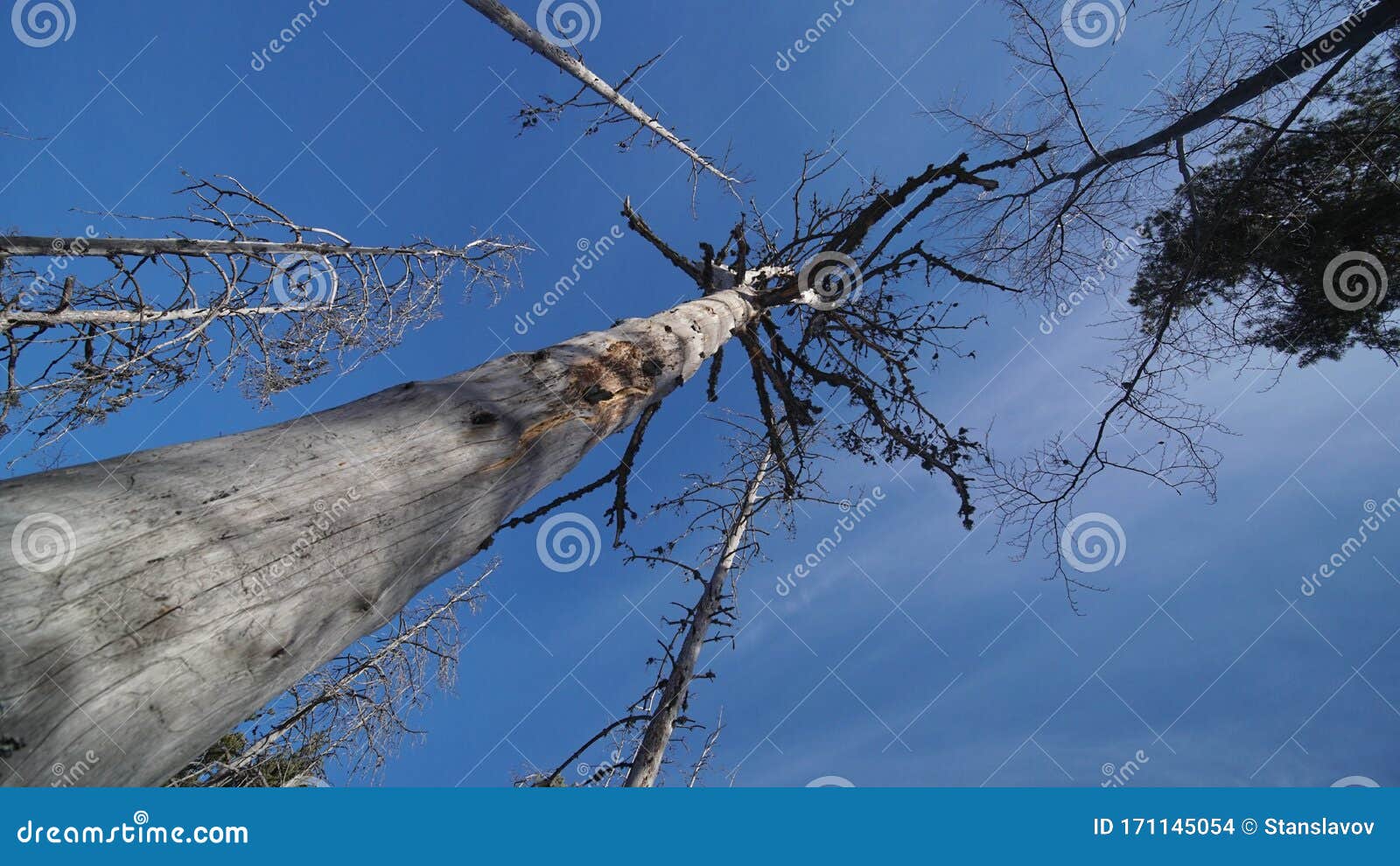 Withered Trees in the Forest Stock Photo - Image of land, dried: 171145054