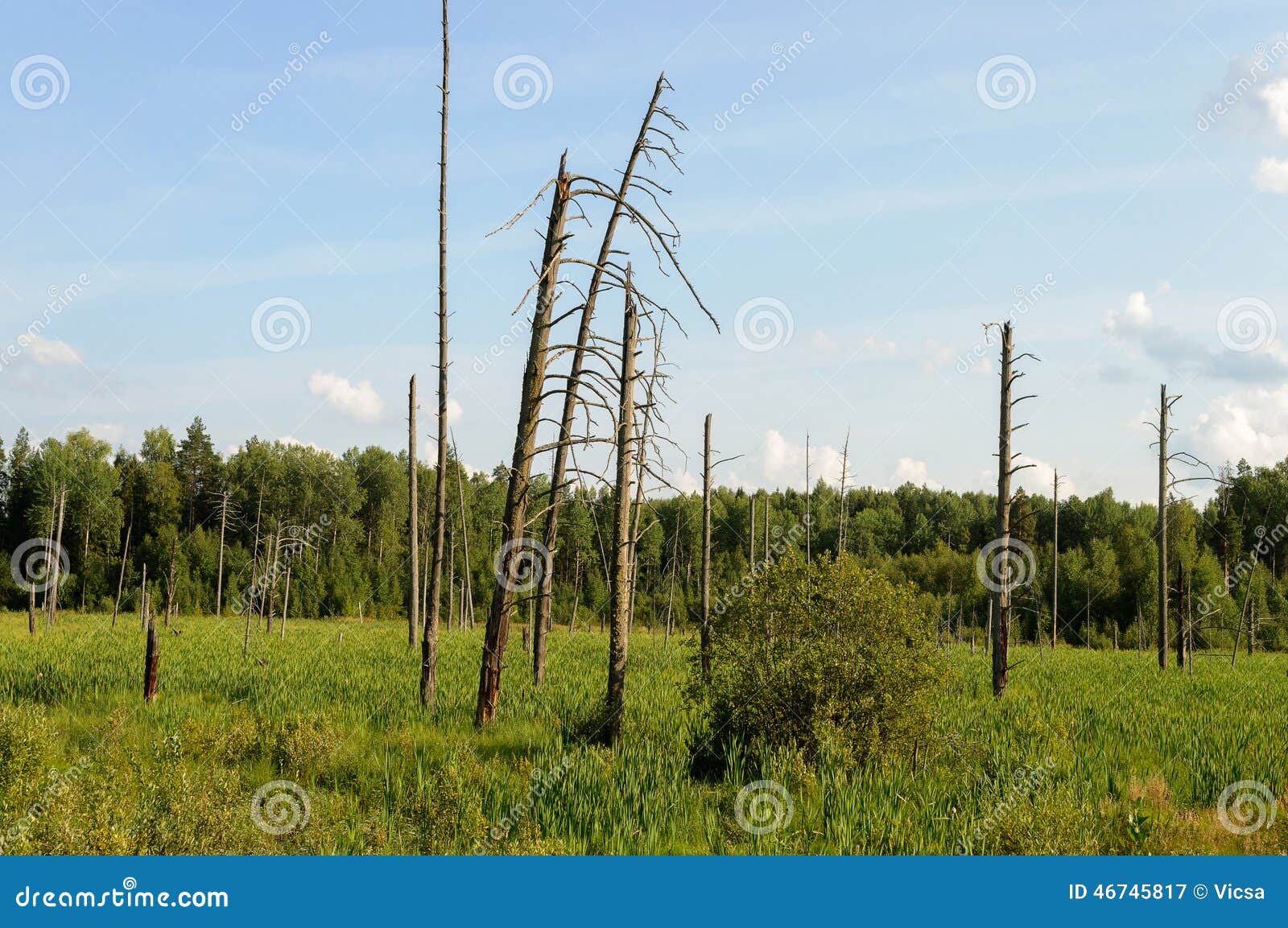 Withered Trees at the Forest Edge Stock Image - Image of tourism ...
