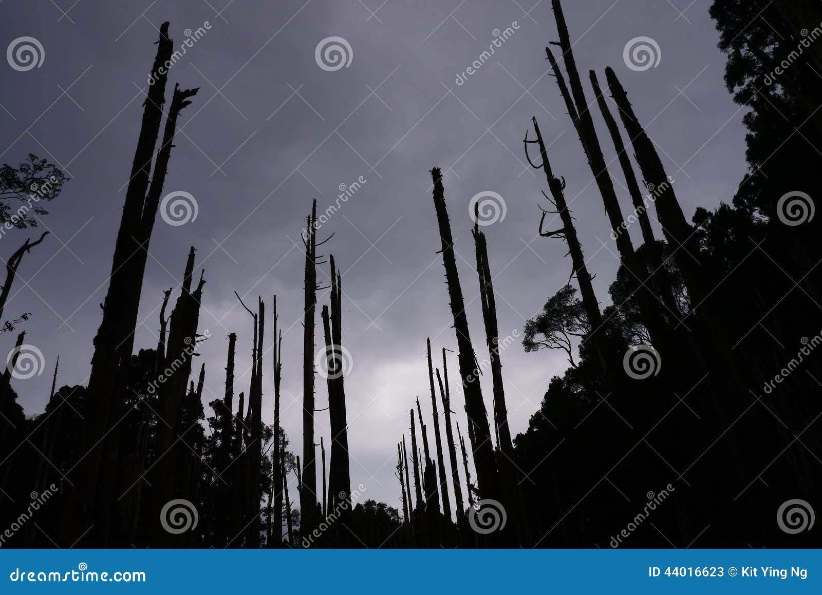 Withered trees in forest stock image. Image of depress - 44016623