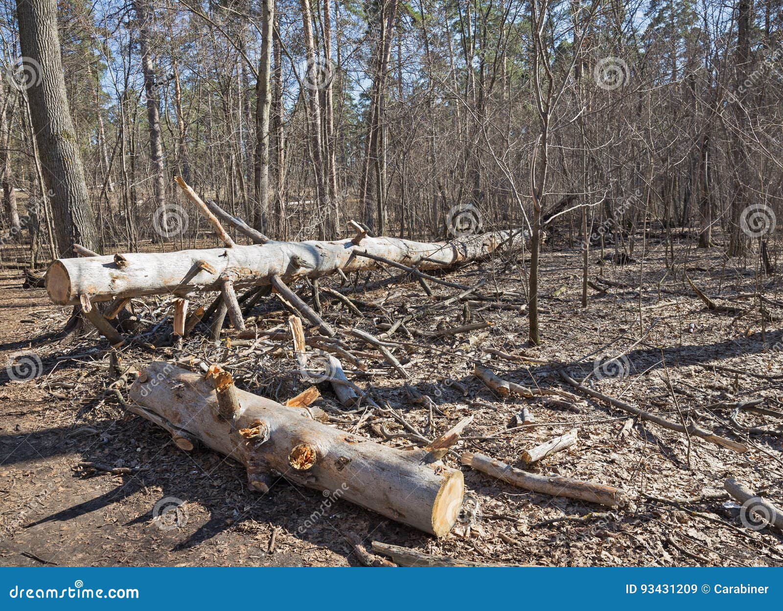 Withered Trees in the Forest Stock Image - Image of plant, season: 93431209