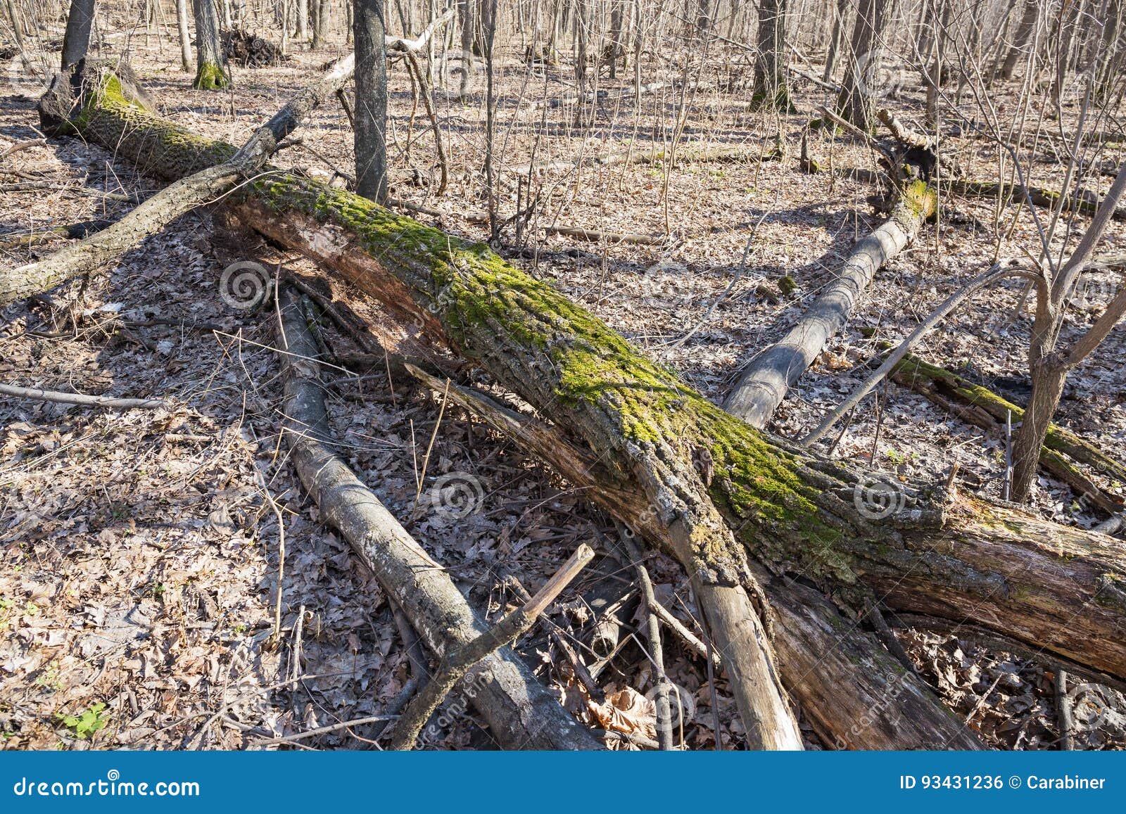 Withered Trees in the Forest Stock Photo - Image of tree, park: 93431236