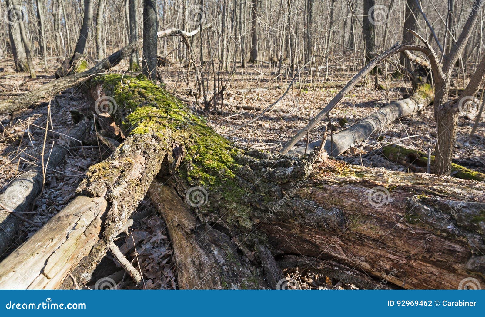 Withered Trees in the Forest Stock Photo - Image of landscape, flora ...