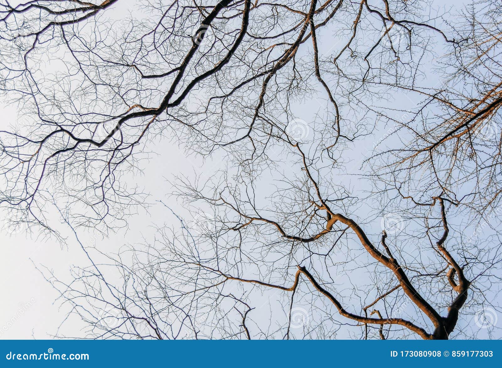 Withered trees stock photo. Image of ruins, barren, trees - 173080908