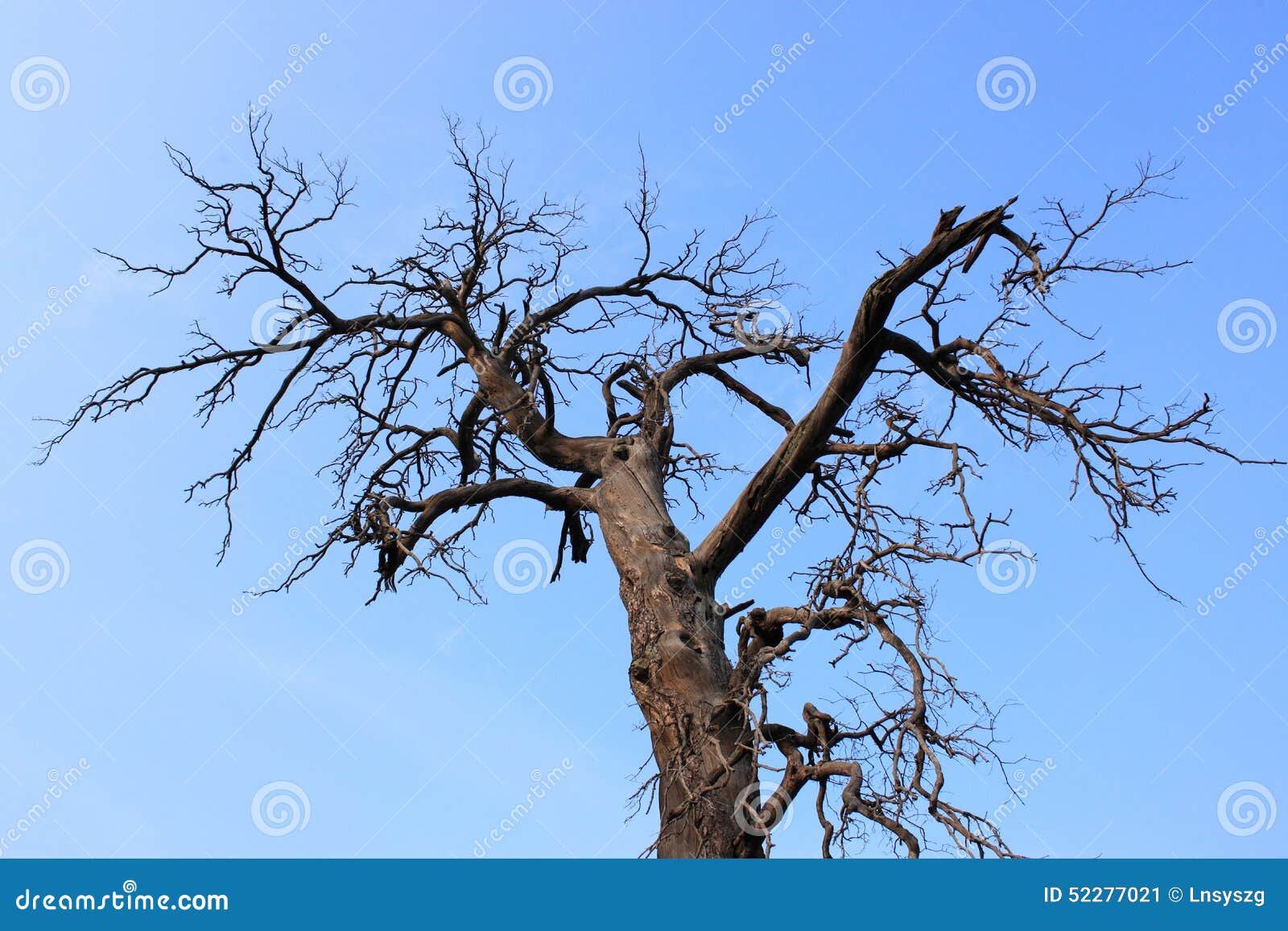 Withered trees stock image. Image of shoot, rare, blue - 52277021
