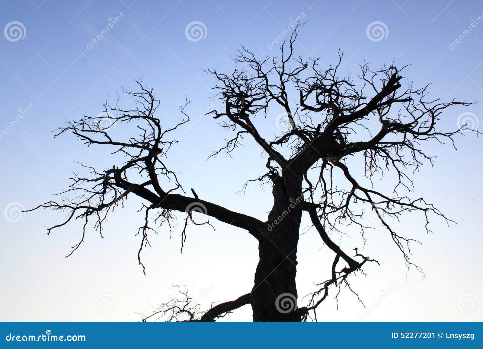 Withered trees stock image. Image of primeval, mountains - 52277201
