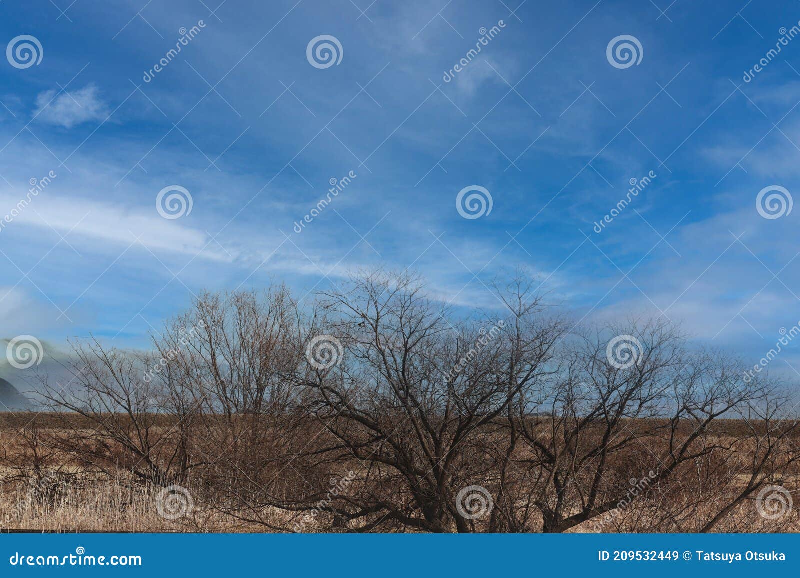 Withered Trees and Sky in Winter Stock Image - Image of nature ...