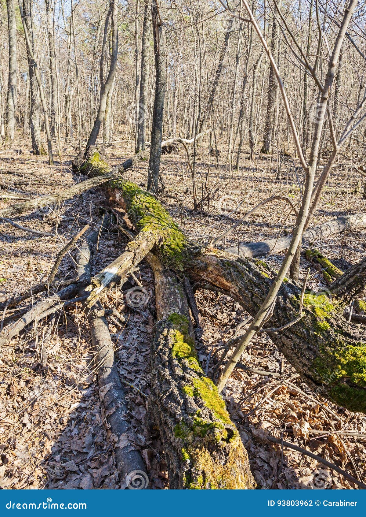 Withered Trees in the Forest Stock Photo - Image of road, landscape ...
