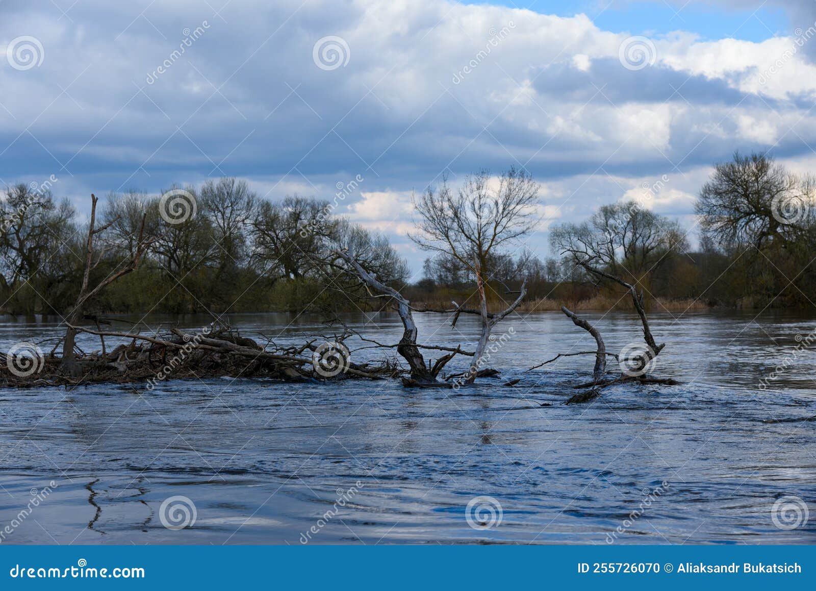 Withered Trees Stranded in the River Stock Photo - Image of park ...